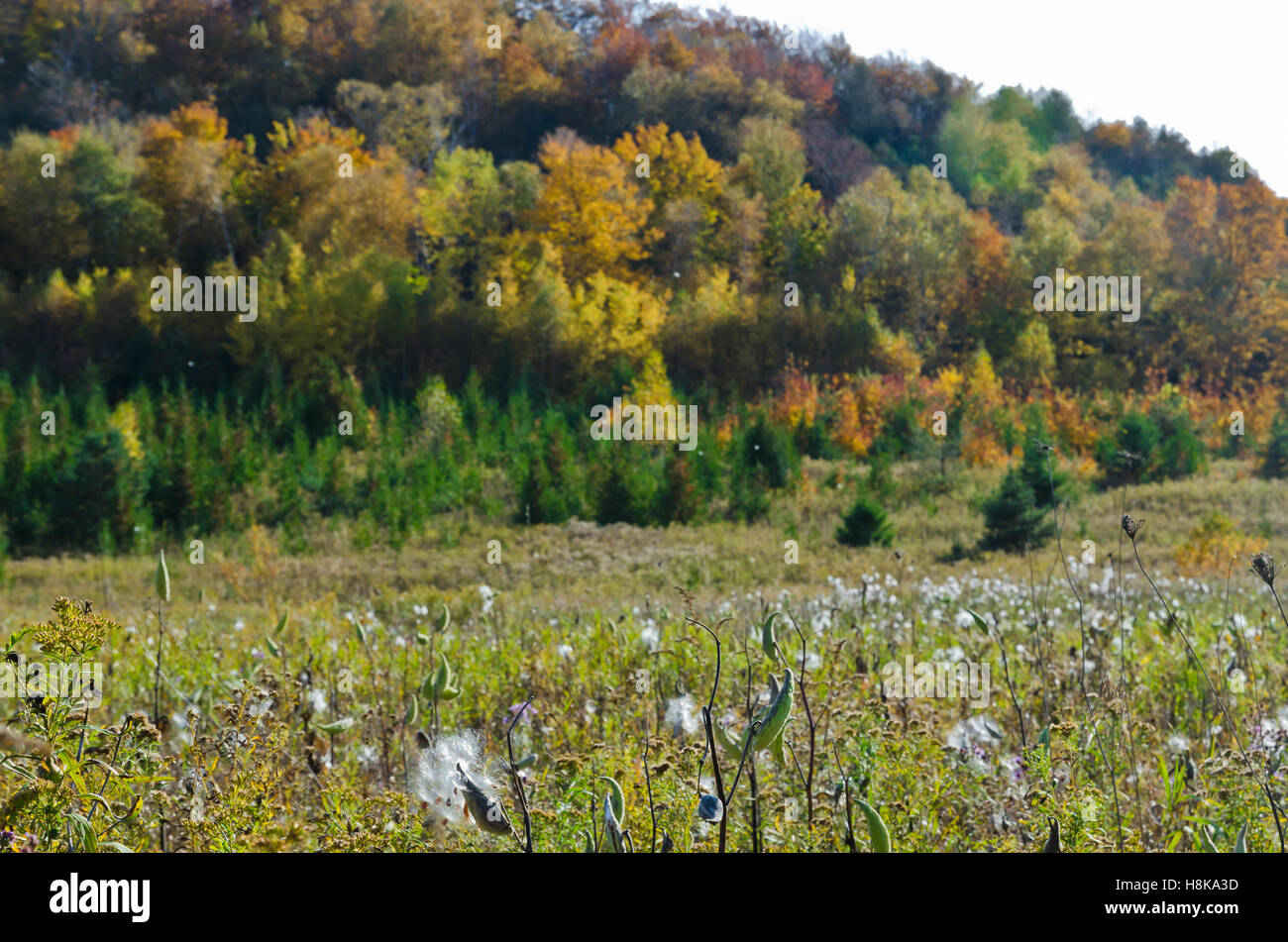 Fall's colorful trees in park. Ontario, Canada Stock Photo - Alamy