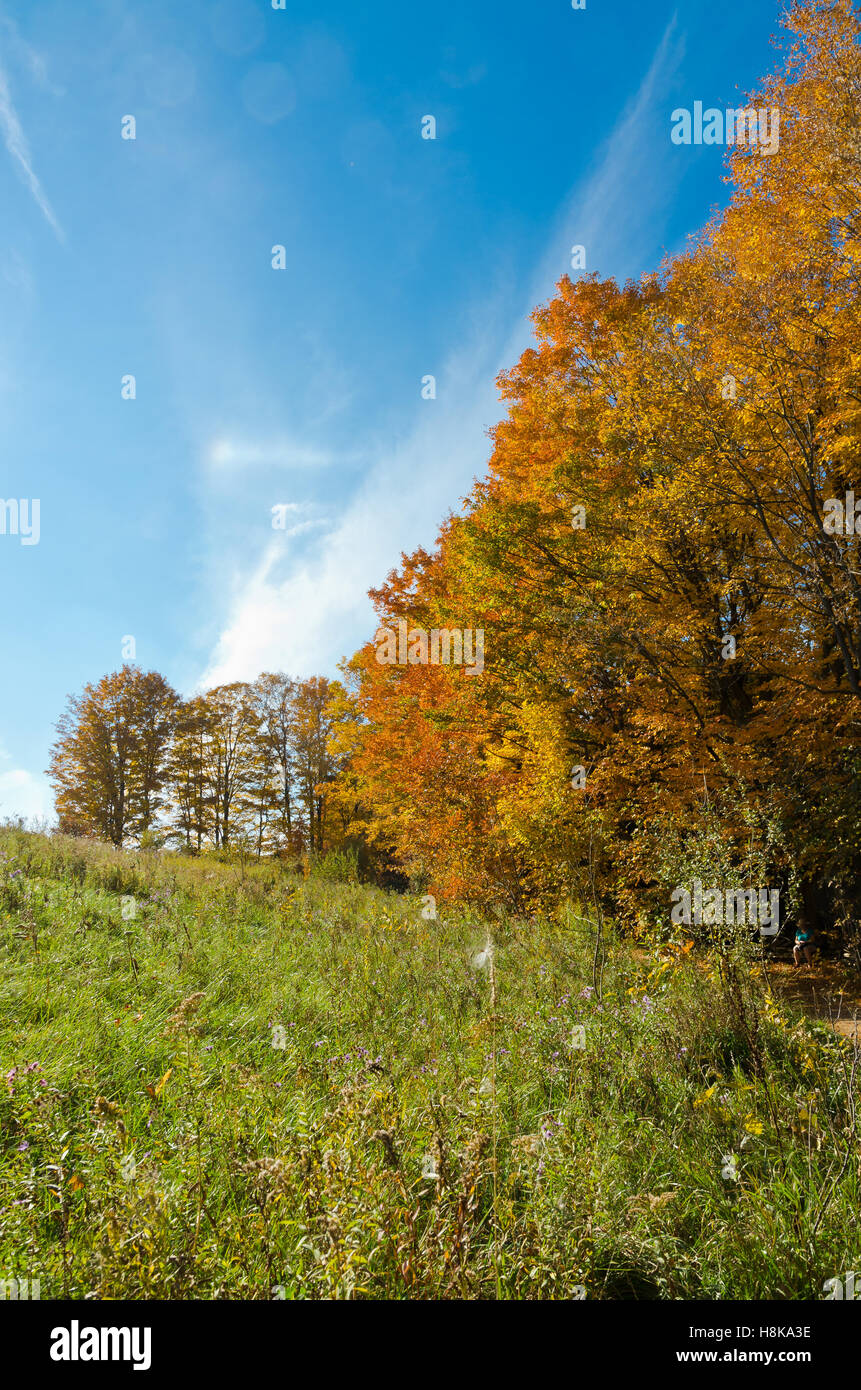 Fall's colorful trees in park. Ontario, Canada Stock Photo - Alamy