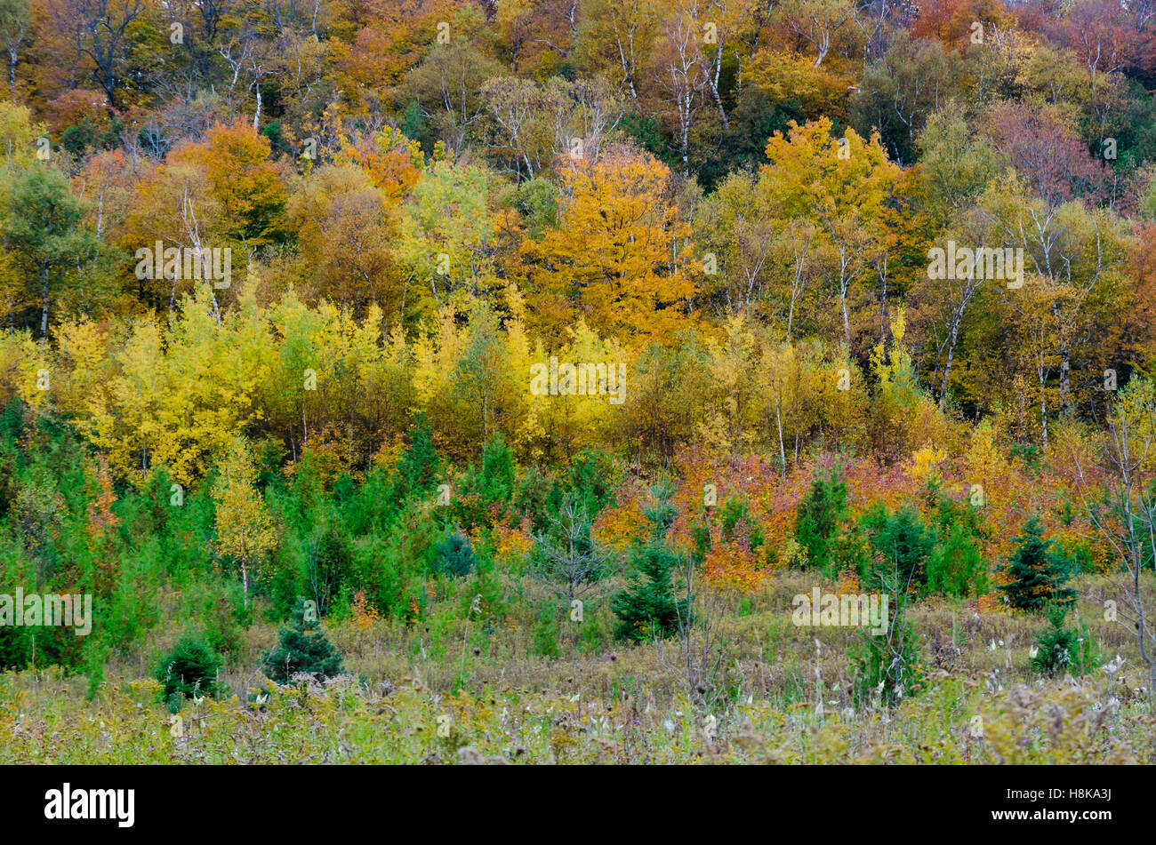 Fall's colorful trees in park. Ontario, Canada Stock Photo - Alamy