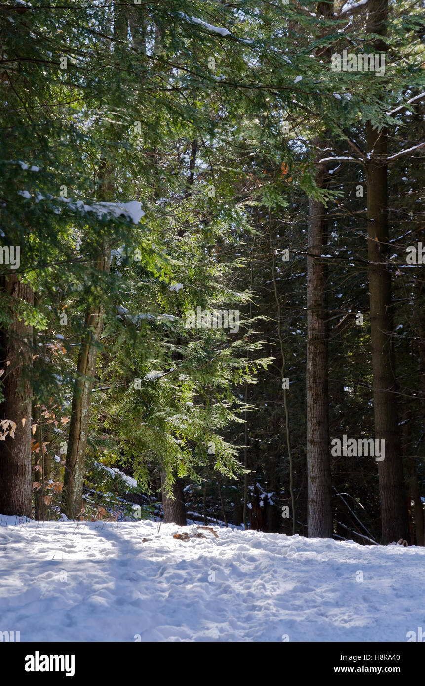 Canadian forest in winter time Stock Photo - Alamy