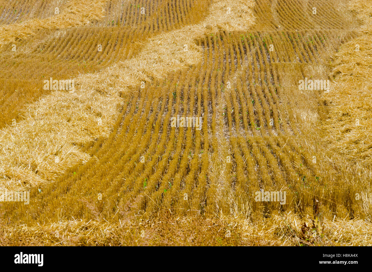 Compressed grass hi-res stock photography and images - Alamy