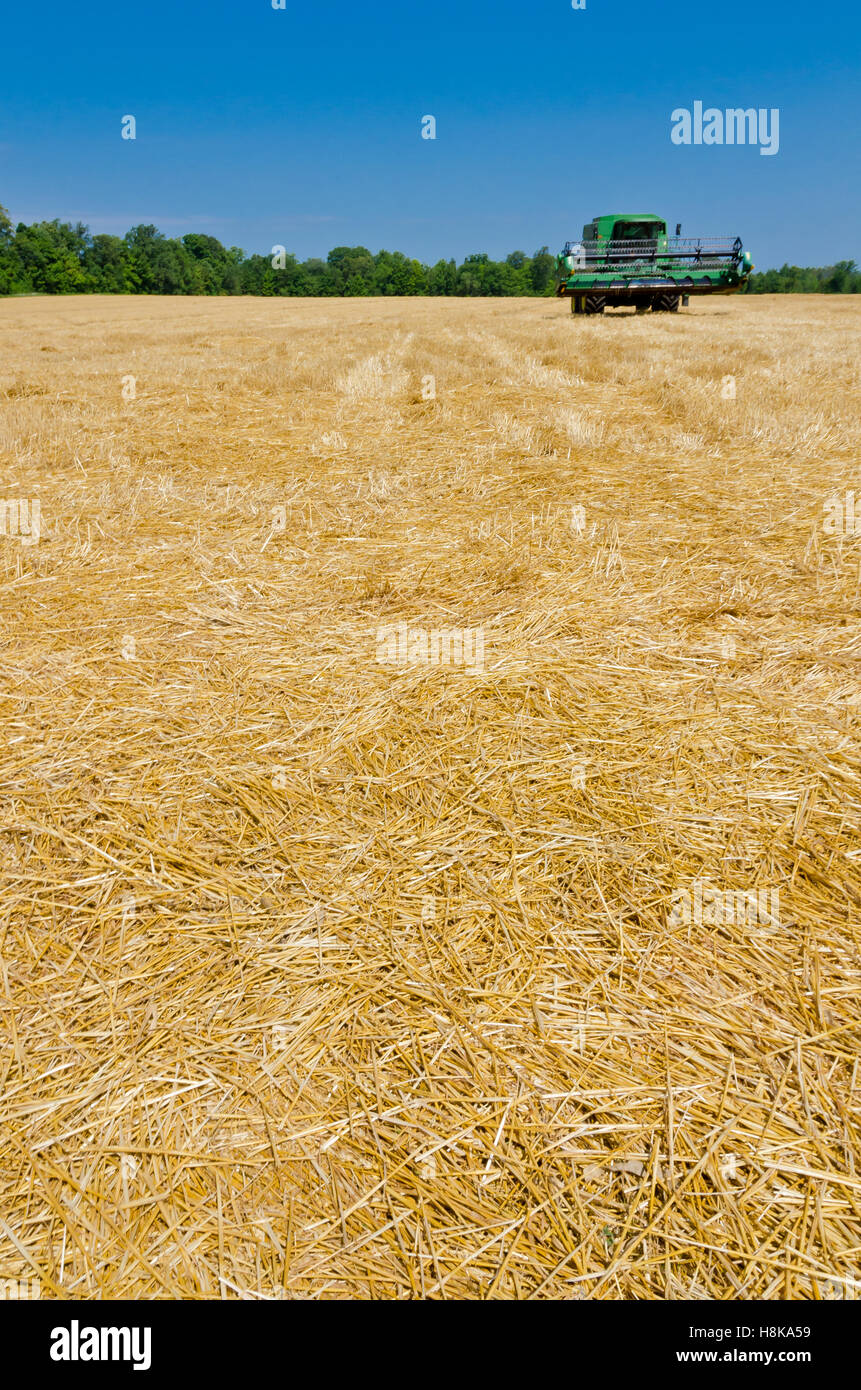 Compressed grass hi-res stock photography and images - Alamy