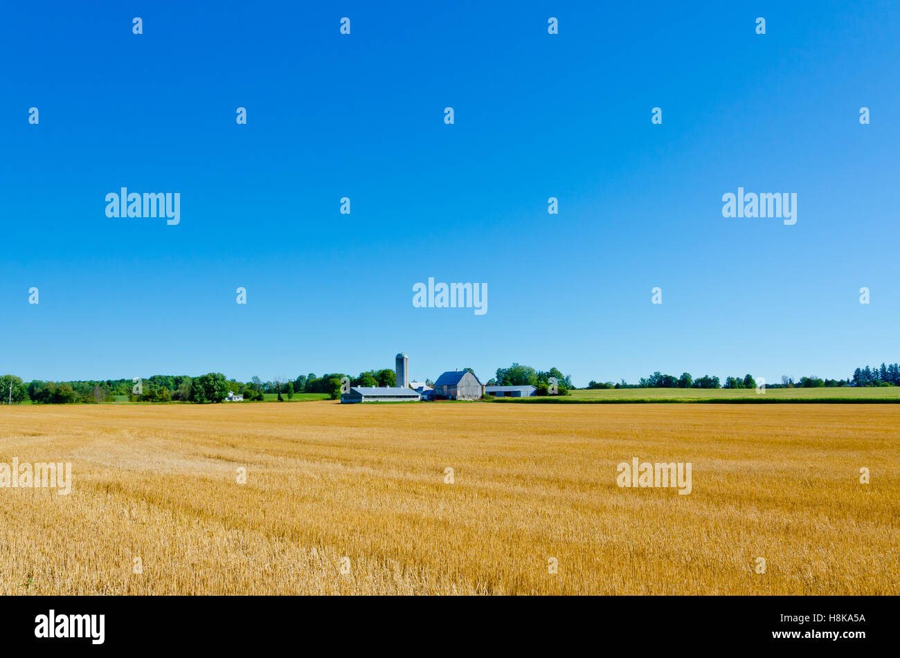 Compressed grass hi-res stock photography and images - Alamy