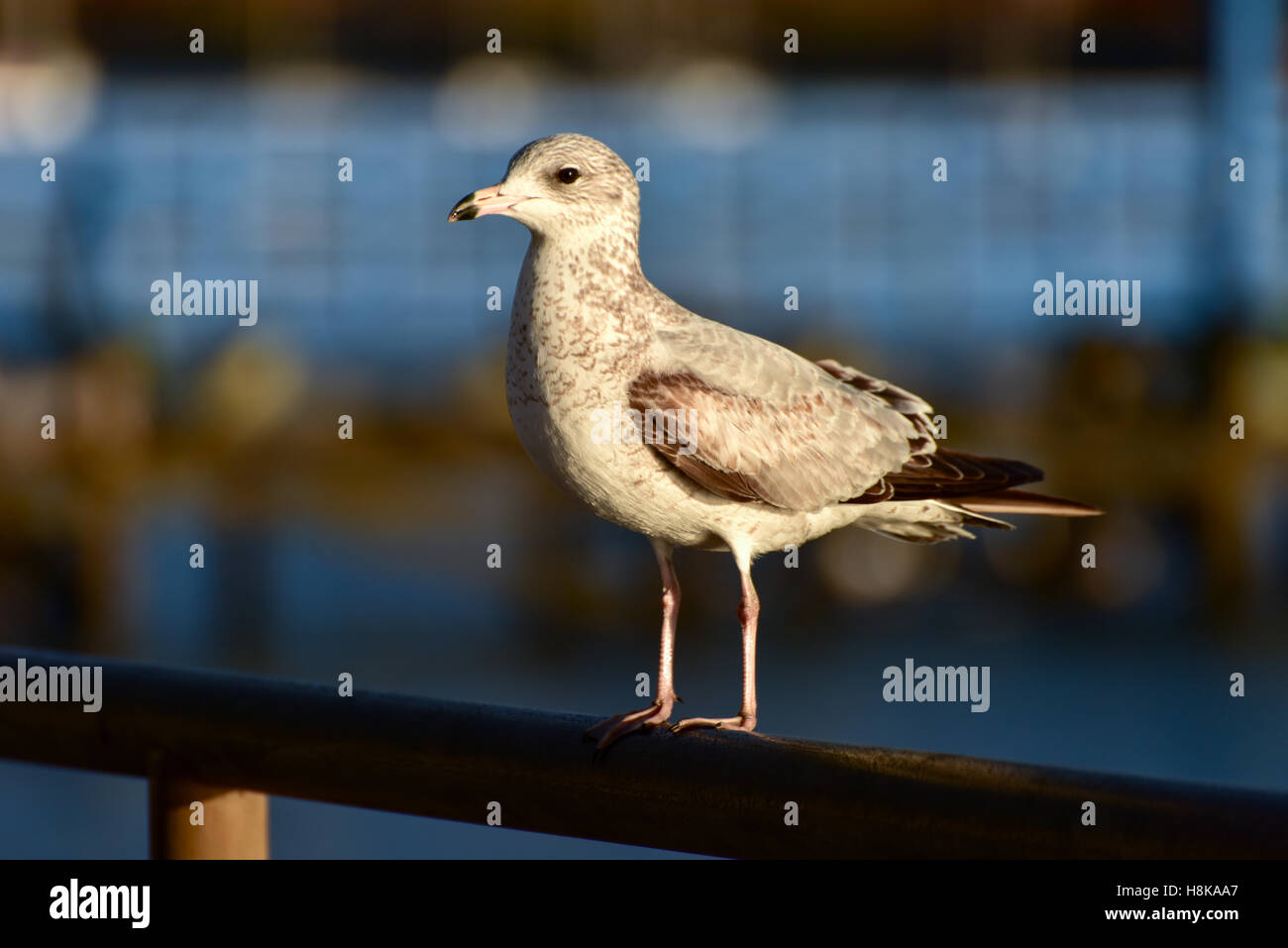 Seagull resting on a Pier at sunset Stock Photo - Alamy