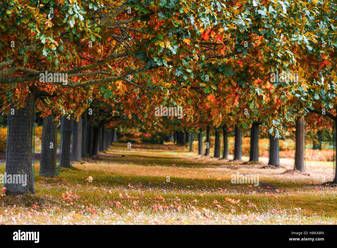 Autumn in the park, multicolored trees Stock Photo - Alamy