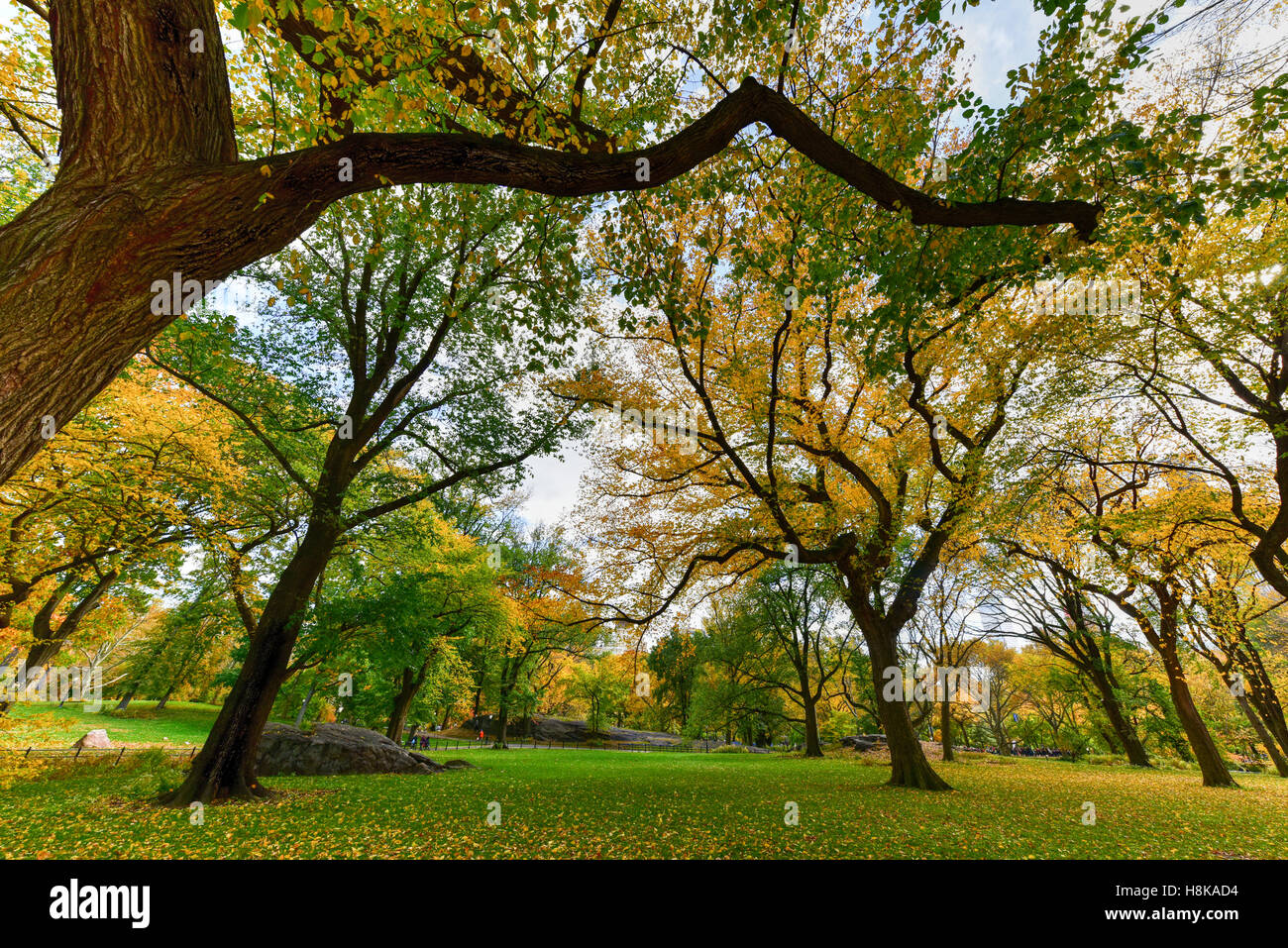City tree canopy hi-res stock photography and images - Alamy