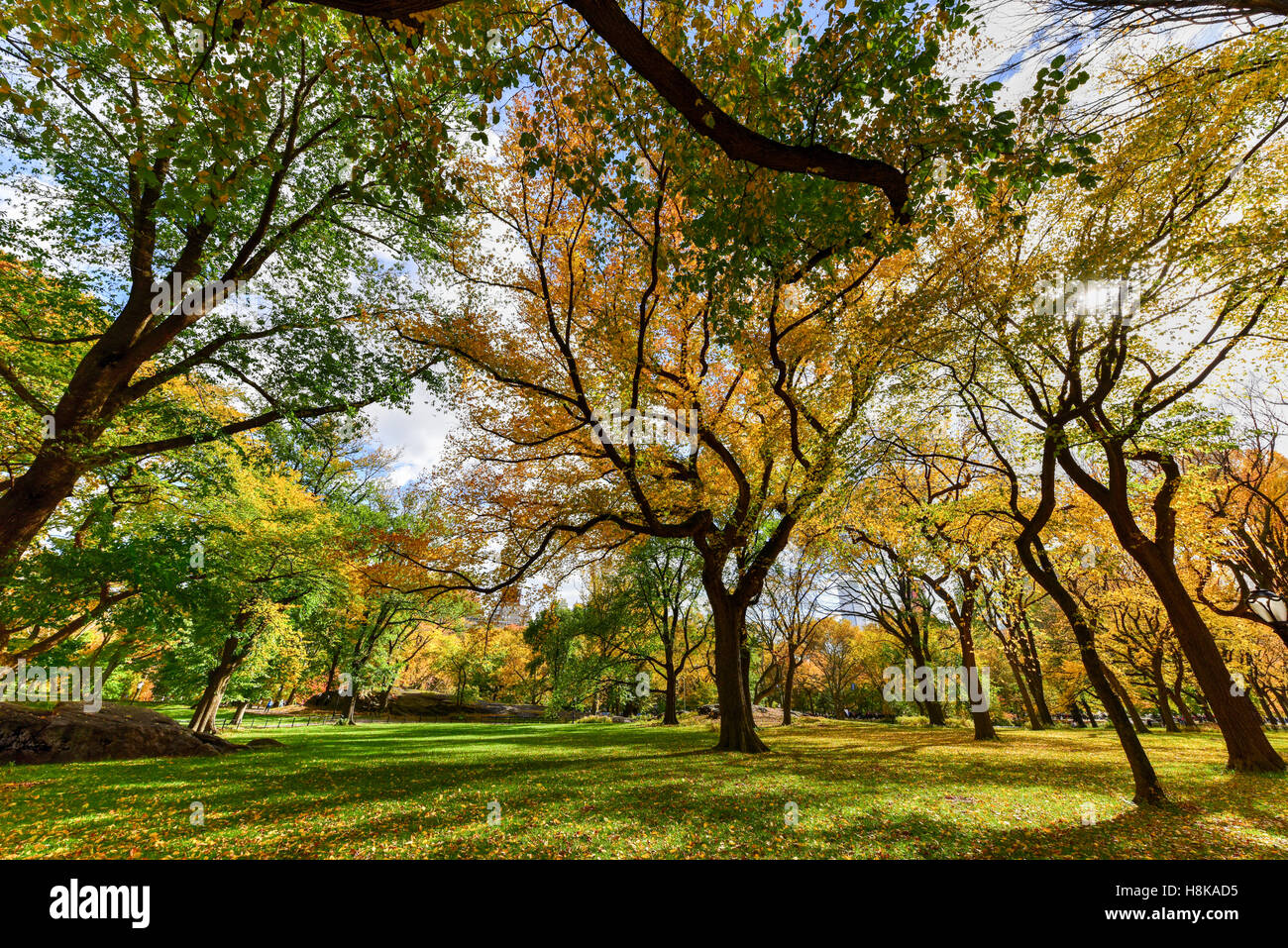Tree Canopies Bent Green Tree Canopy Arch Hire Dress It Yourself