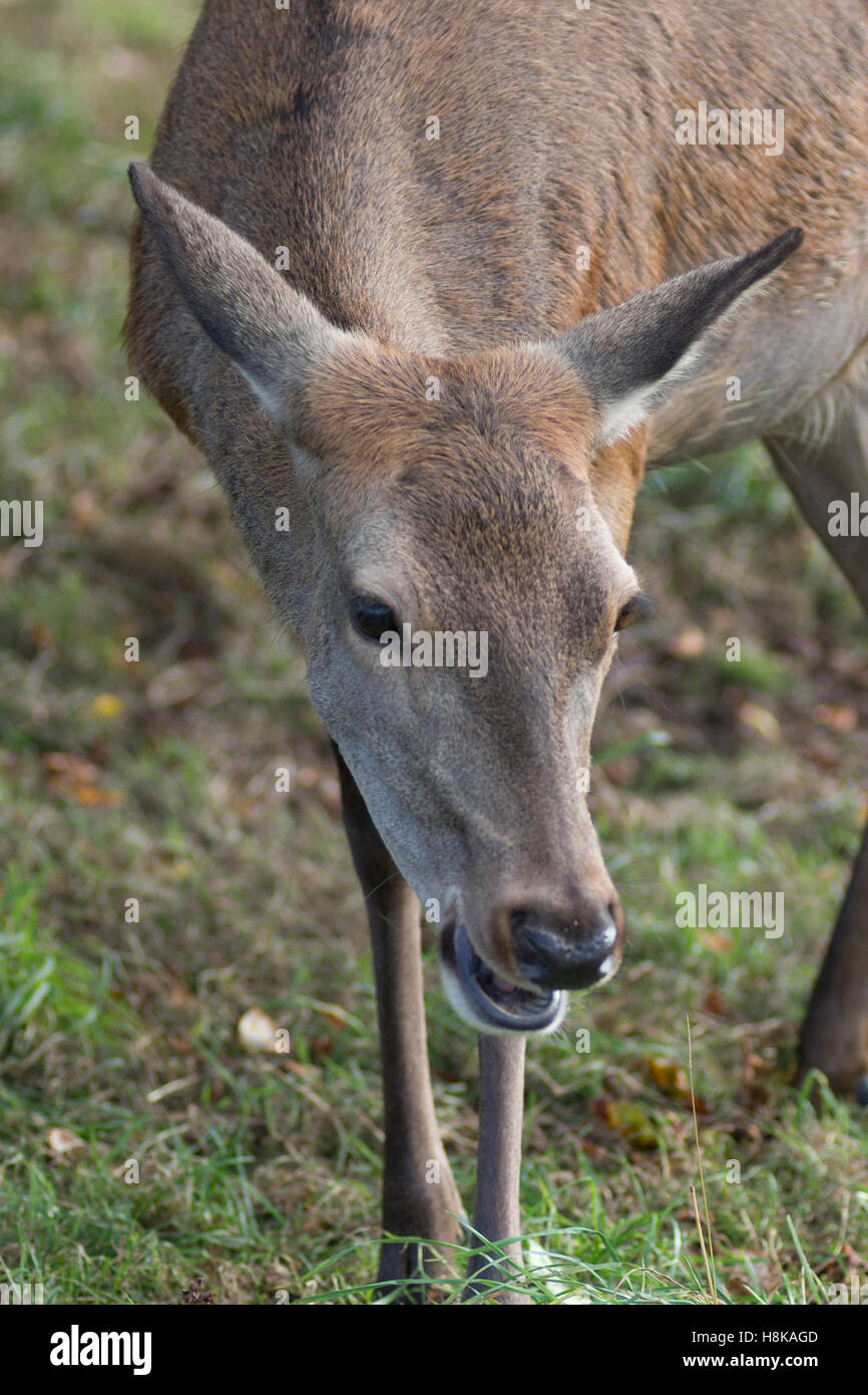 Beauty of deer hi-res stock photography and images - Alamy