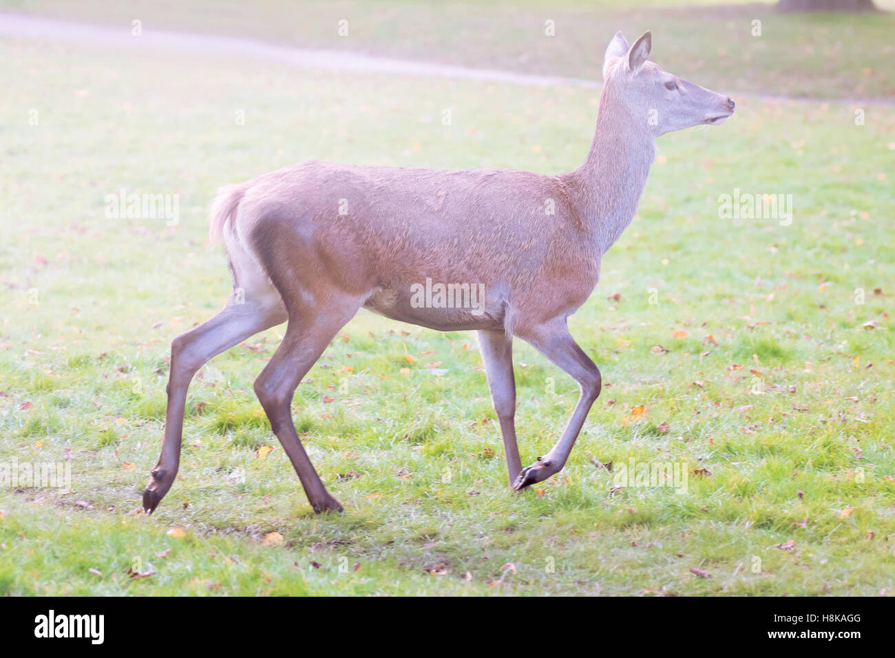 Beautiful buck hi-res stock photography and images - Alamy