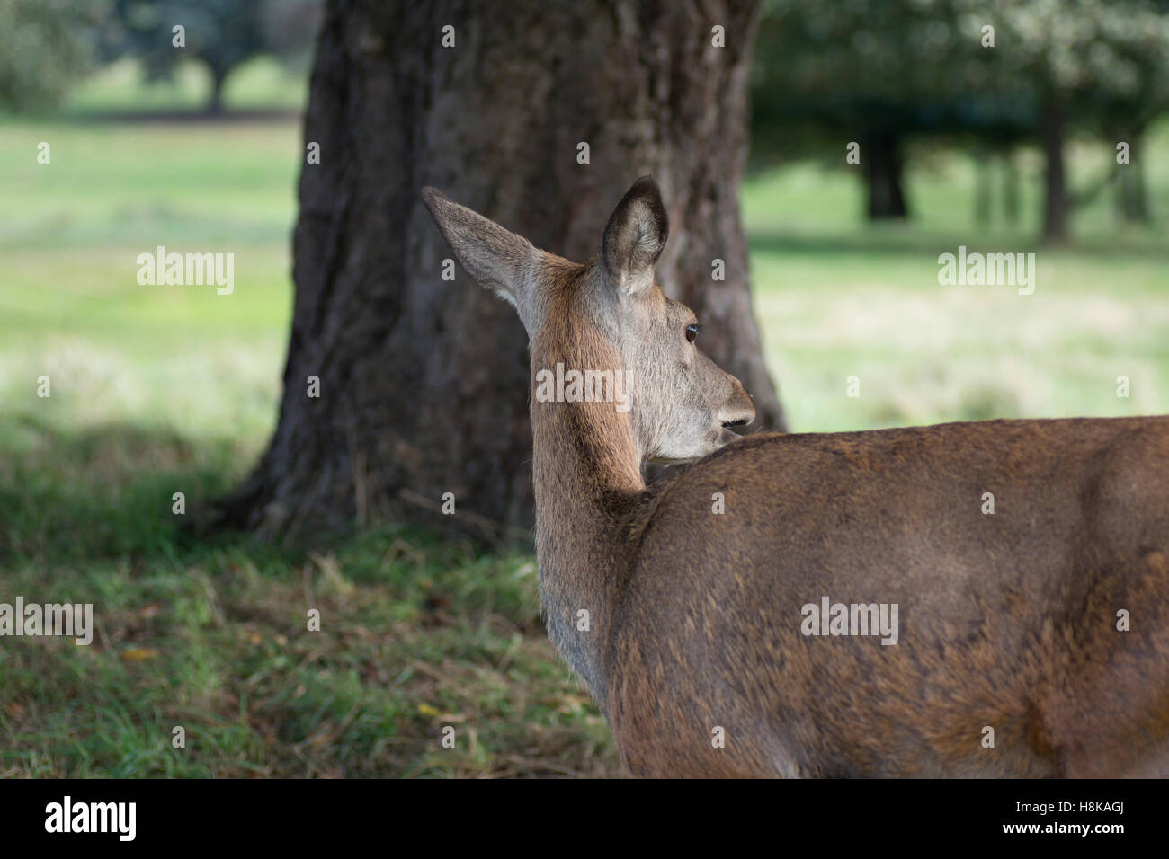Beautiful buck hi-res stock photography and images - Alamy