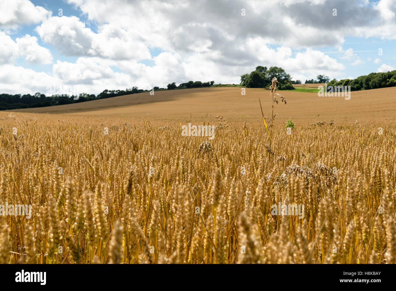 Wheat fields in Kent South East England near Elmstead village next to ...