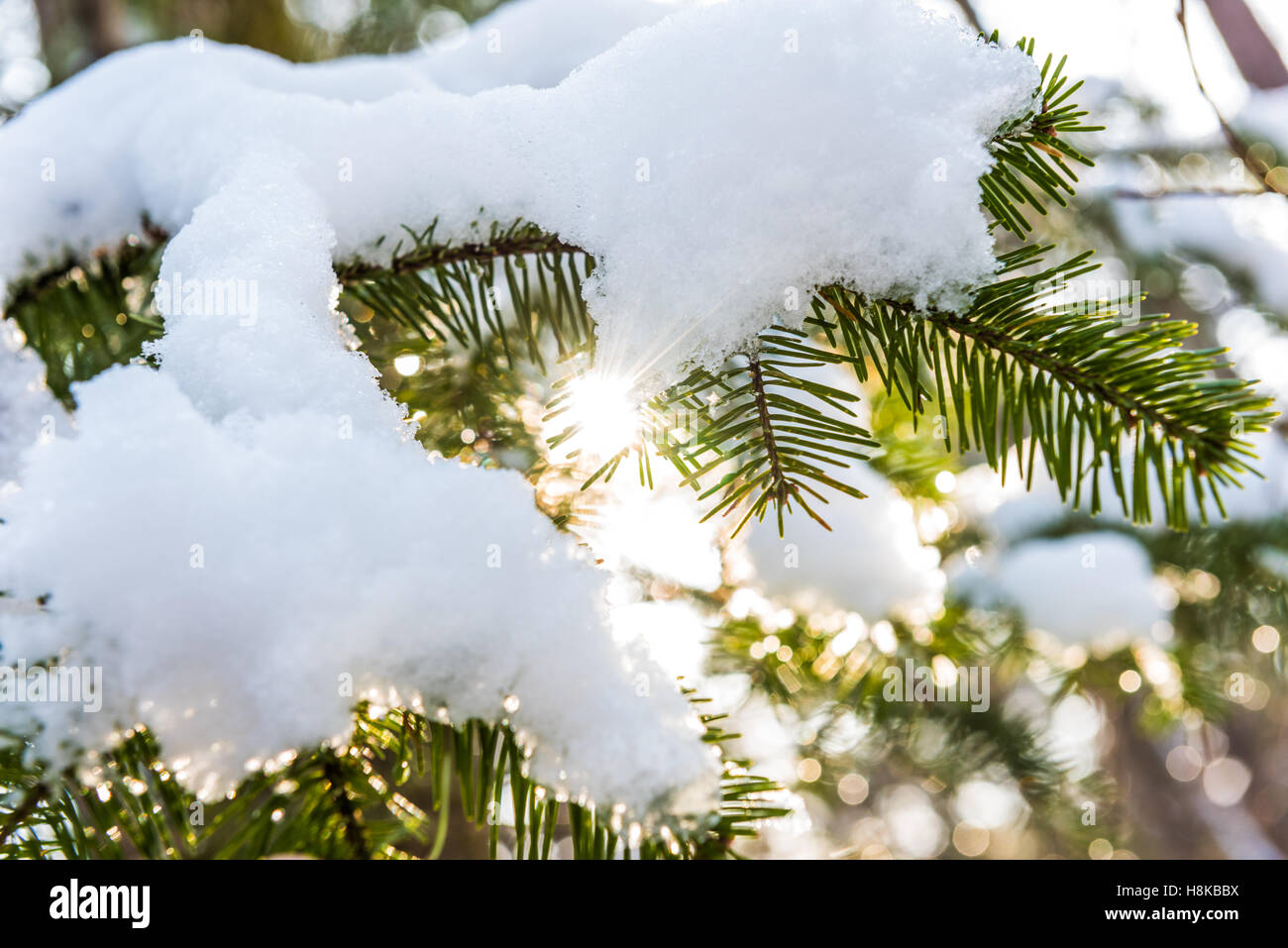 Christmas background with natural frost Stock Photo - Alamy