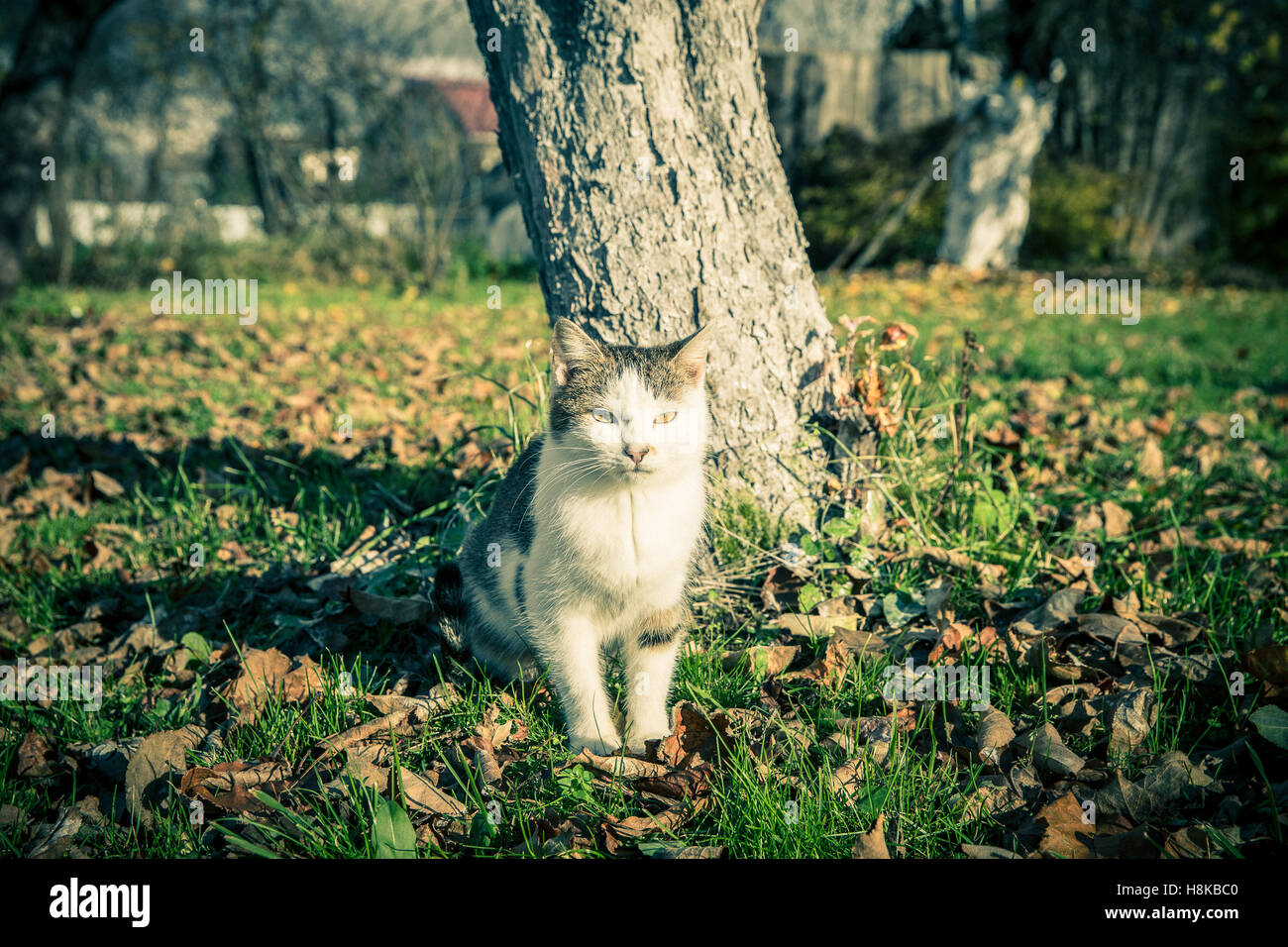 Domestic tomcat among the grass and leaves Stock Photo - Alamy
