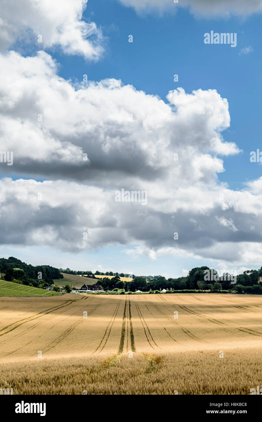 Wheat fields in Kent South East England near Elmstead village next to ...