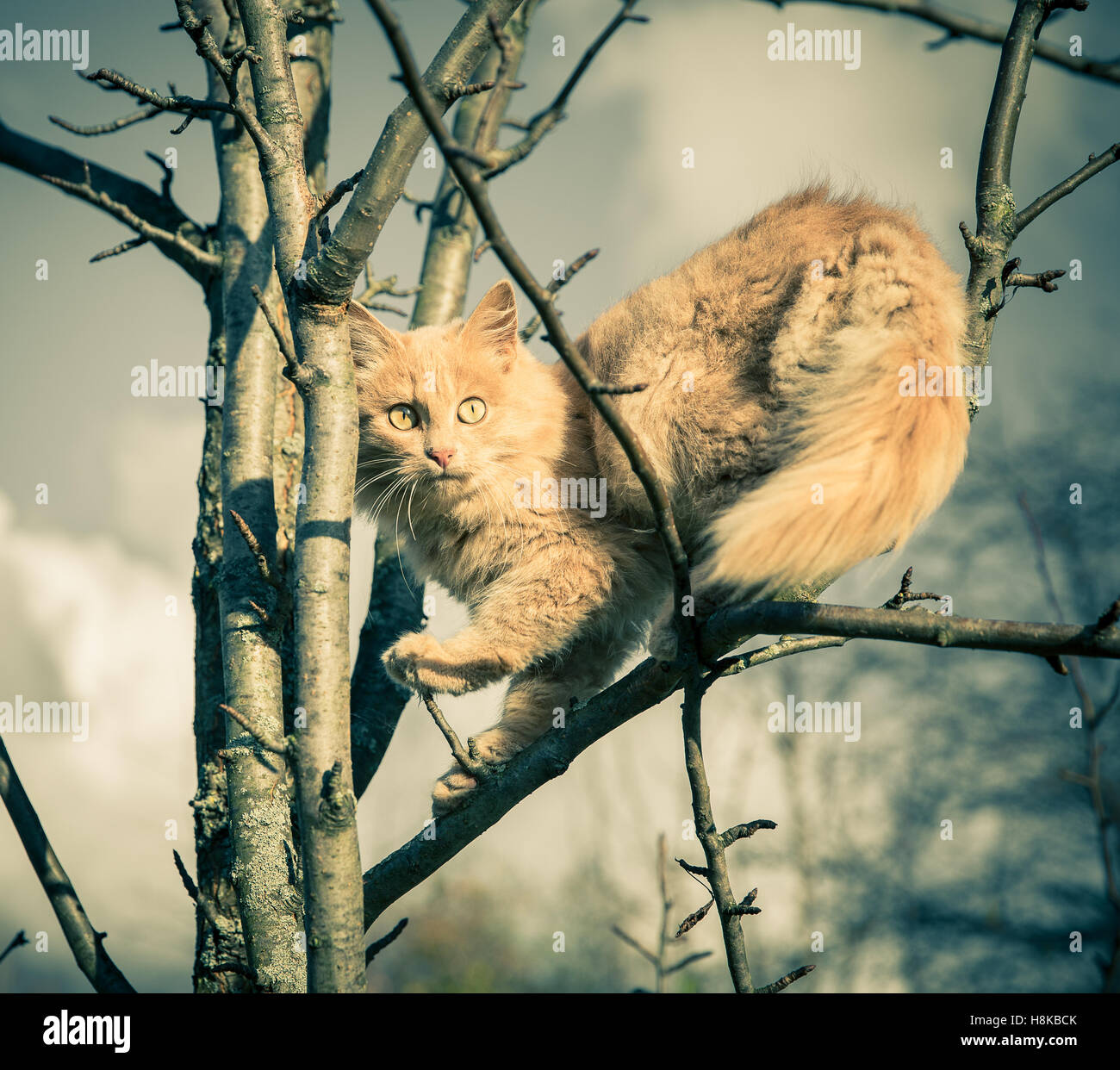 Creature animal domestic hi-res stock photography and images - Alamy