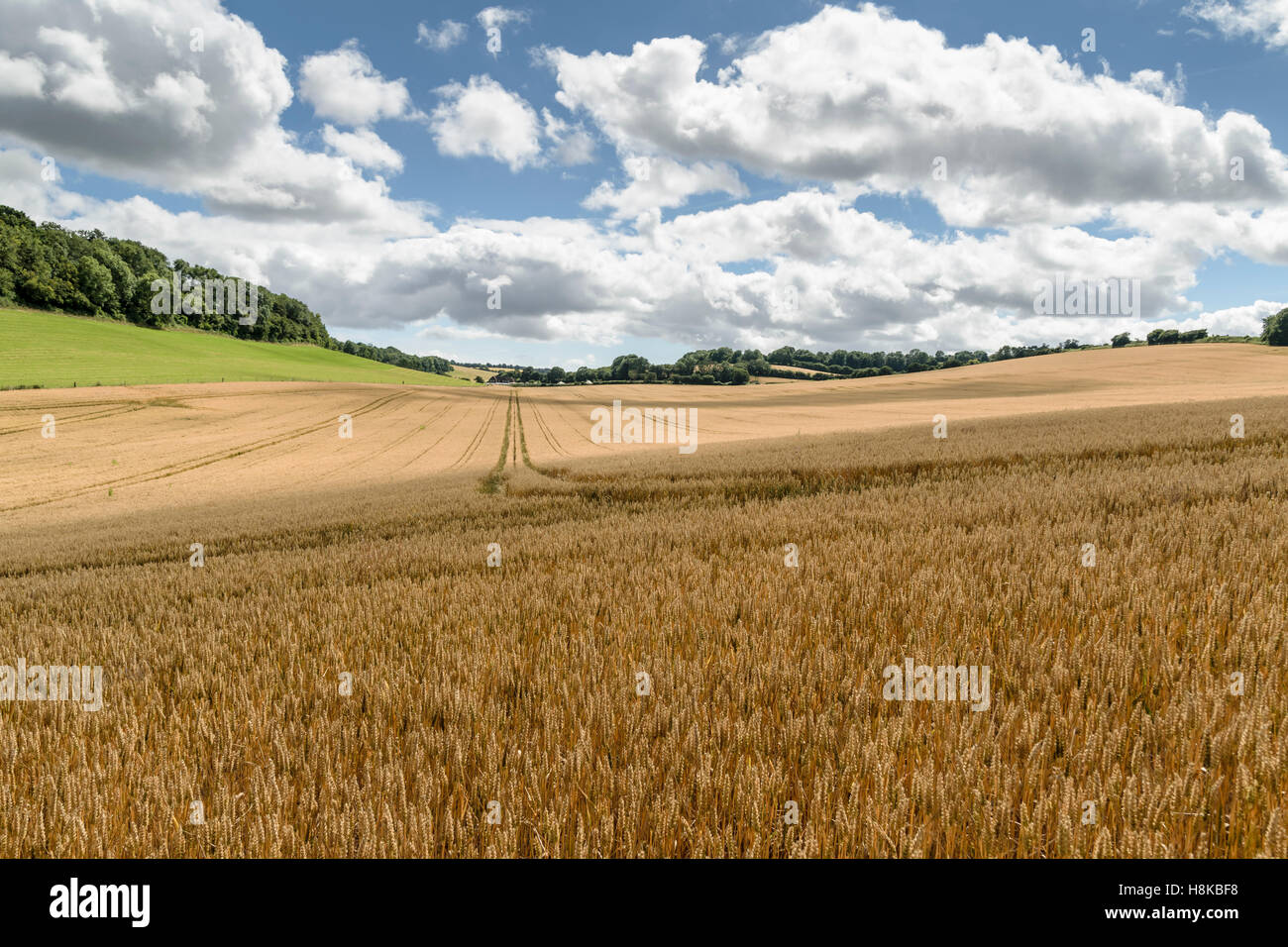 Wheat fields in Kent South East England near Elmstead village next to ...