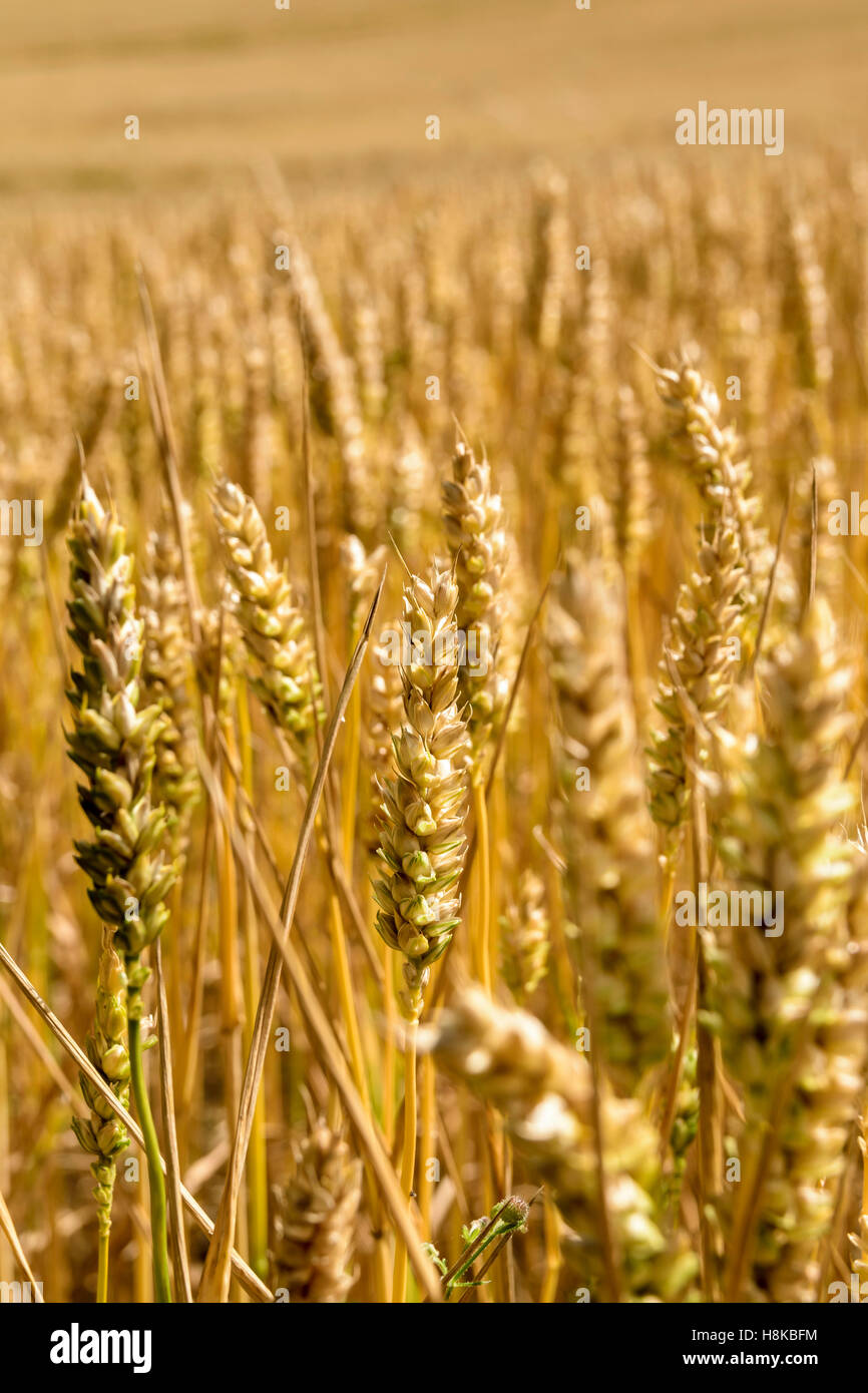 Wheat fields in Kent South East England near Elmstead village next to ...