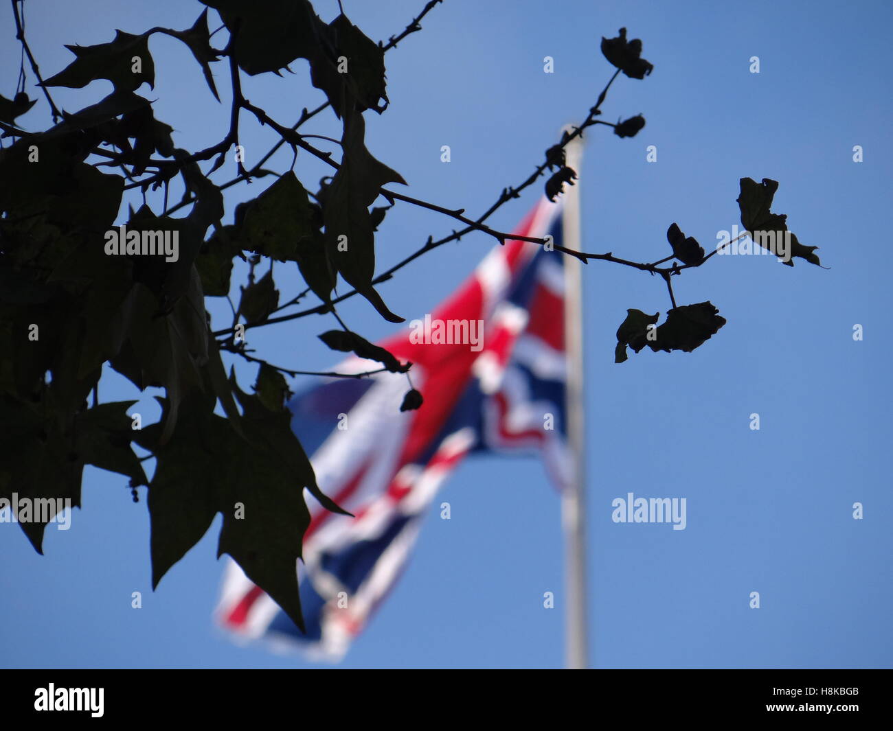 London, UK. 13th Nov, 2016. Photographer shot the event of Remembrance ...