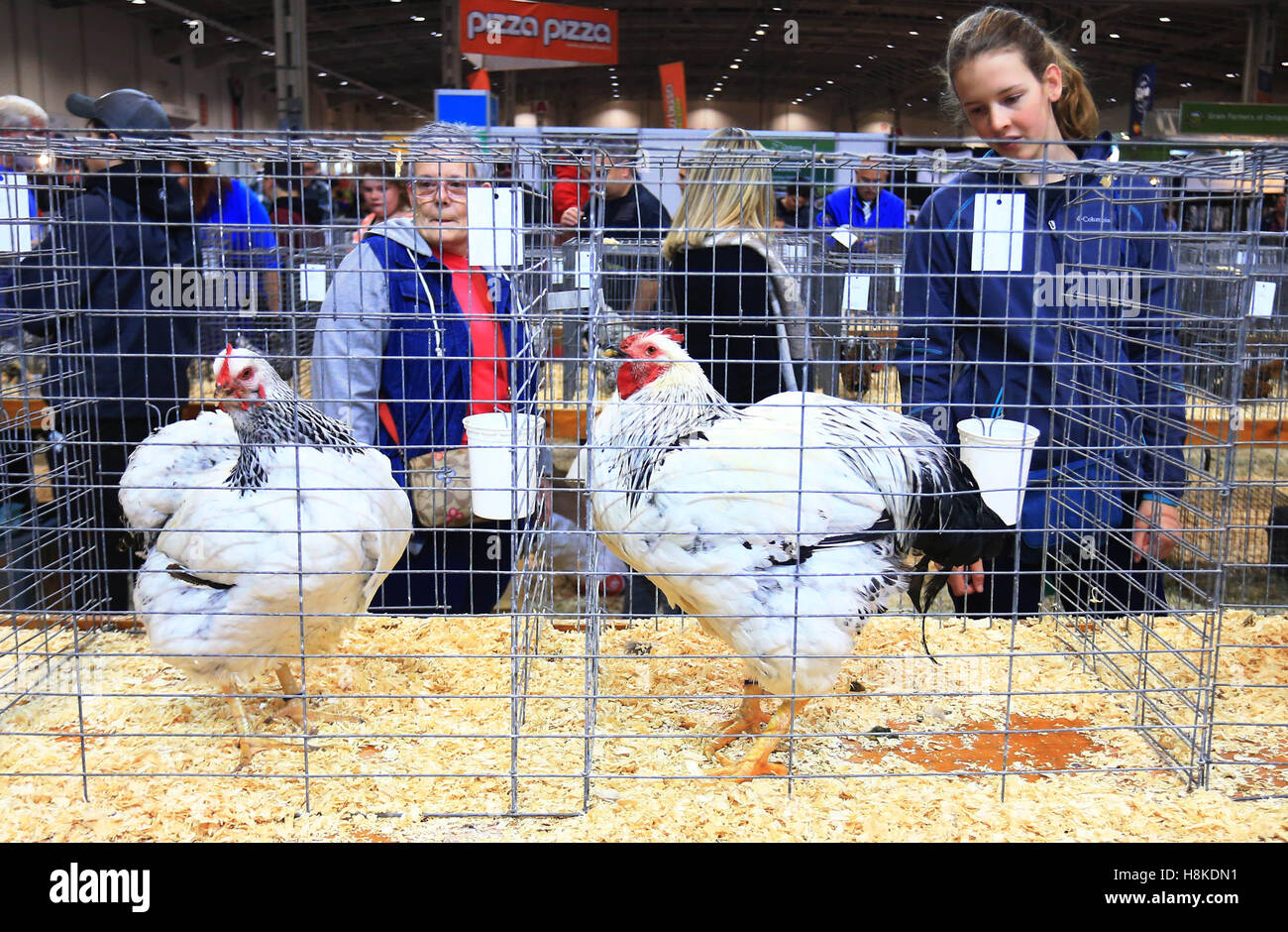 Poultry show hi-res stock photography and images - Alamy