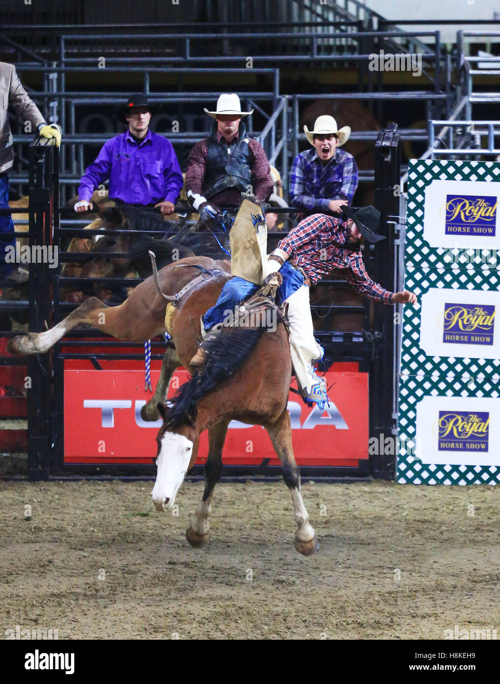 Toronto, Canada. 13th Nov, 2016. A cowboy competes during the Rodeo ...