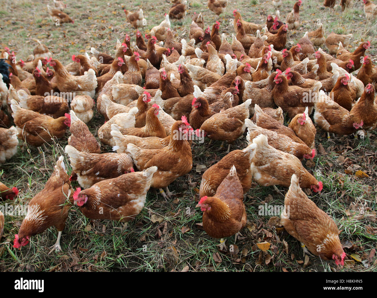 Free range chicken, photographed on a biological chicken farm in the ...