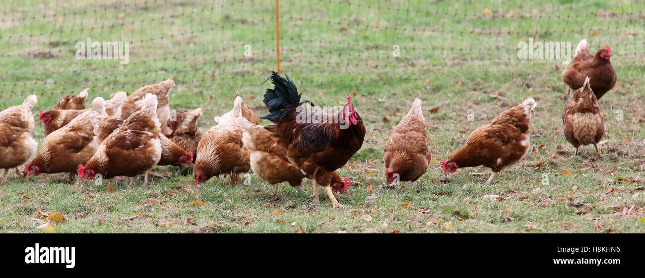 Free range chicken, photographed on a biological chicken farm in the ...