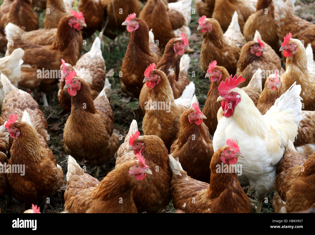 Free range chicken, photographed on a biological chicken farm in the ...
