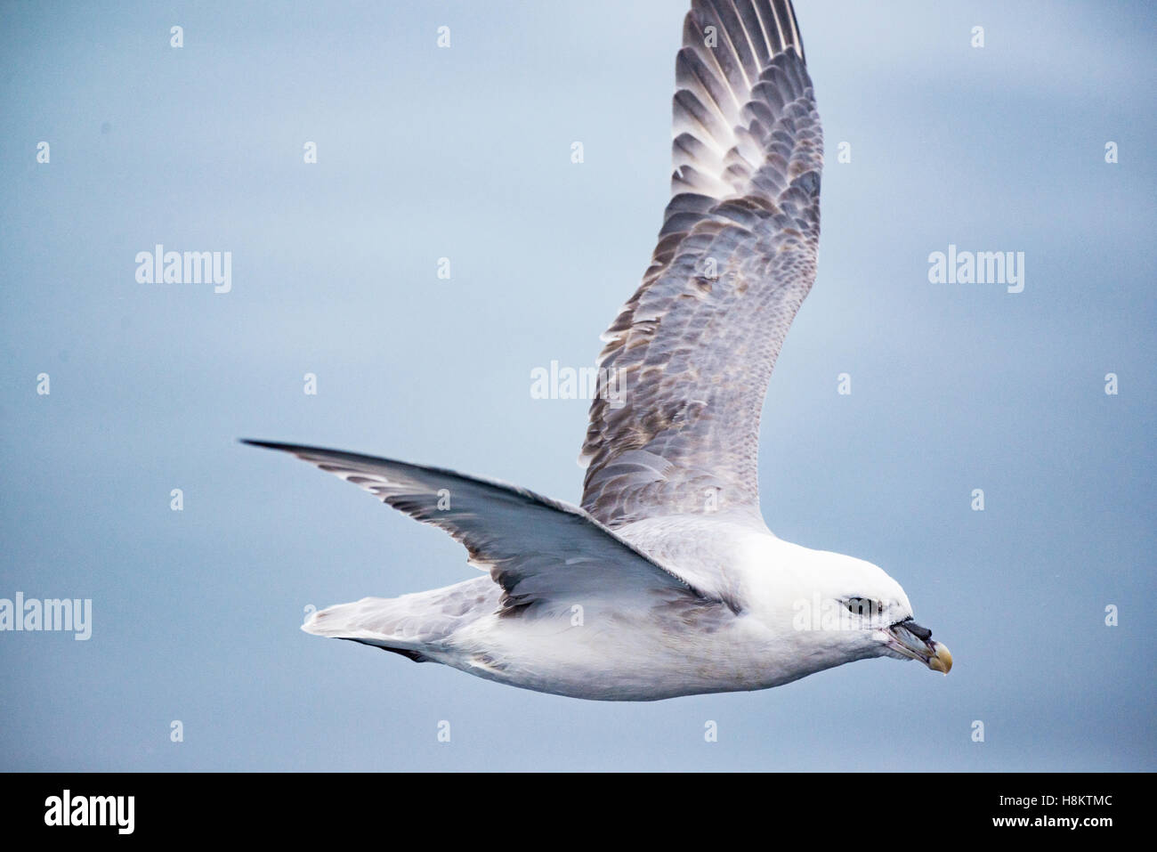Icelandic Gull in flight Stock Photo - Alamy