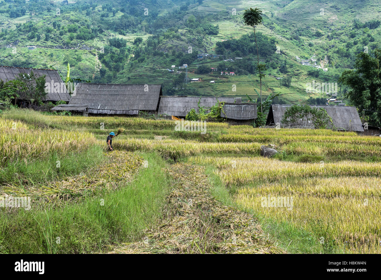 Ta pa rice fields, vietnam hi-res stock photography and images - Alamy