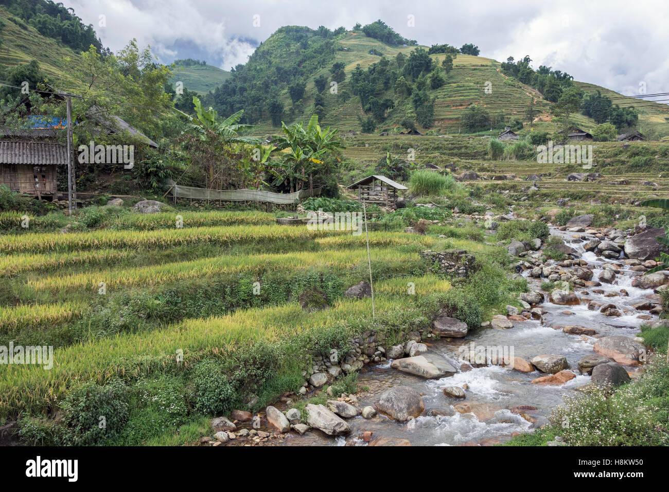 Ta pa rice fields, vietnam hi-res stock photography and images - Alamy
