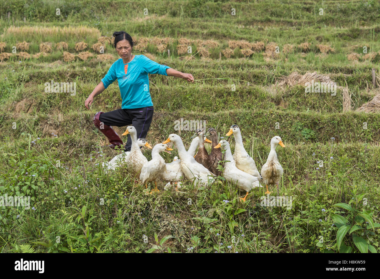 Ta van hi-res stock photography and images - Alamy