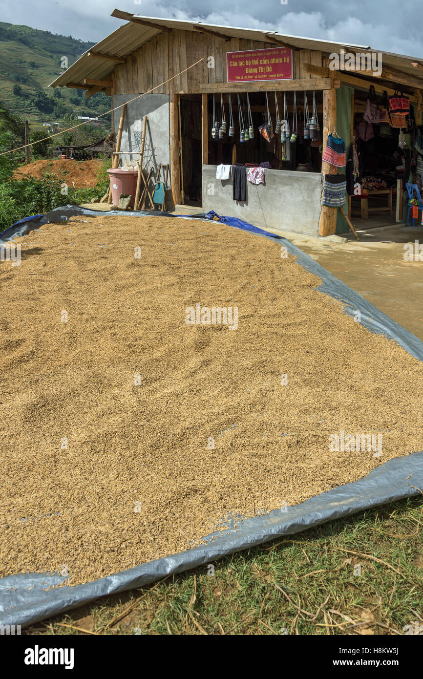 Drying the rice harvest, Ta Van valley, Sa Pa, north Vietnam Stock ...