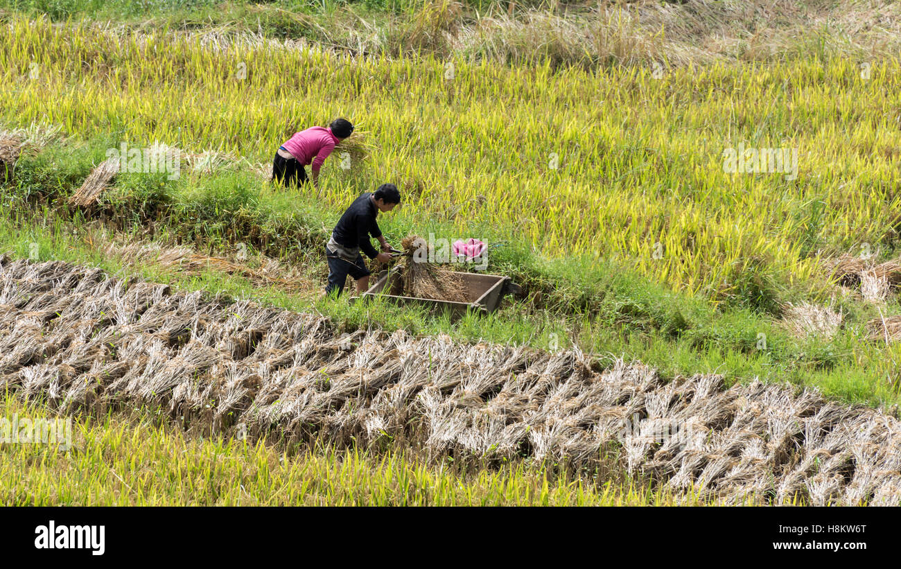 Threshing rice by hand hi-res stock photography and images - Alamy
