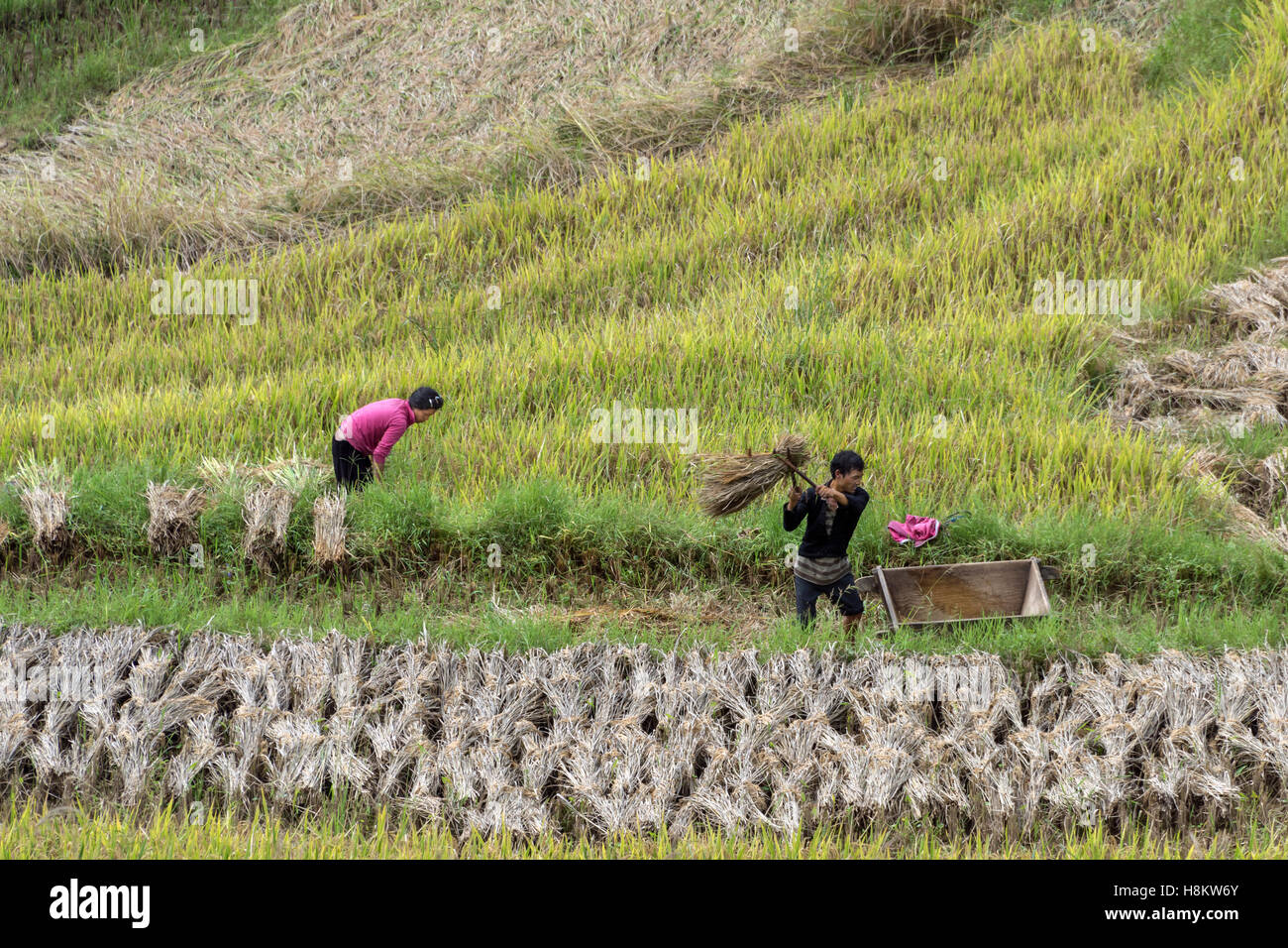 Rice sheaves hi-res stock photography and images - Alamy