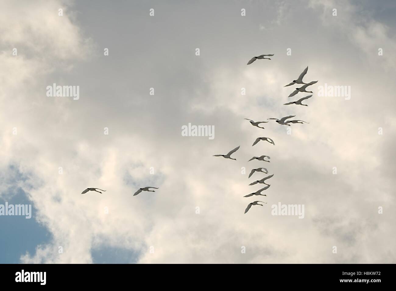 Tundra swan flying blue sky hi-res stock photography and images - Alamy