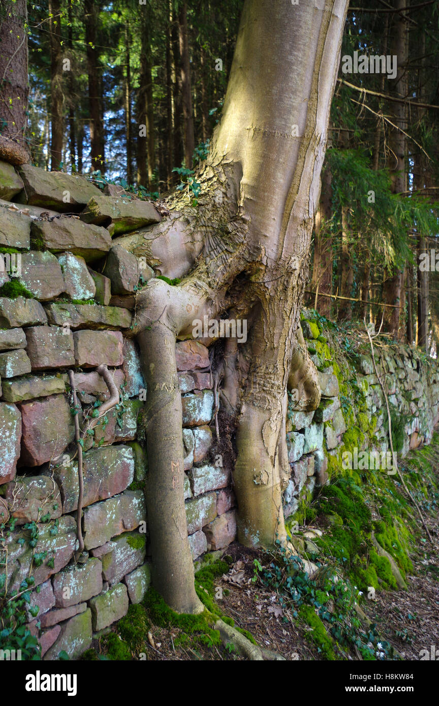 Ancient brick wall with growing down root. Tree roots on aged stone ...