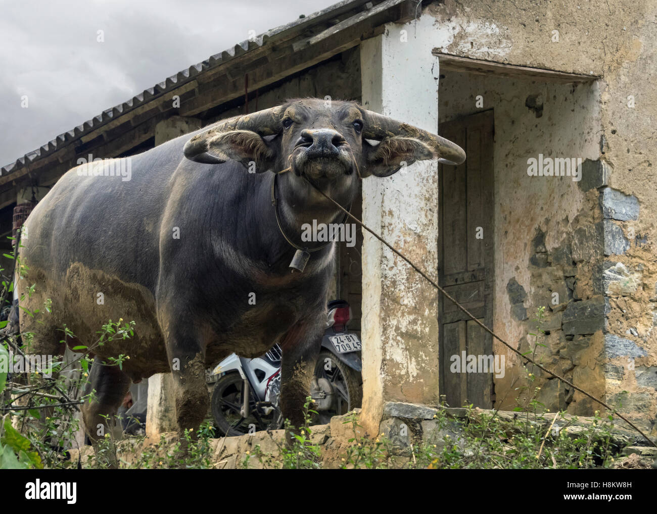 Sa attitude hi-res stock photography and images - Alamy