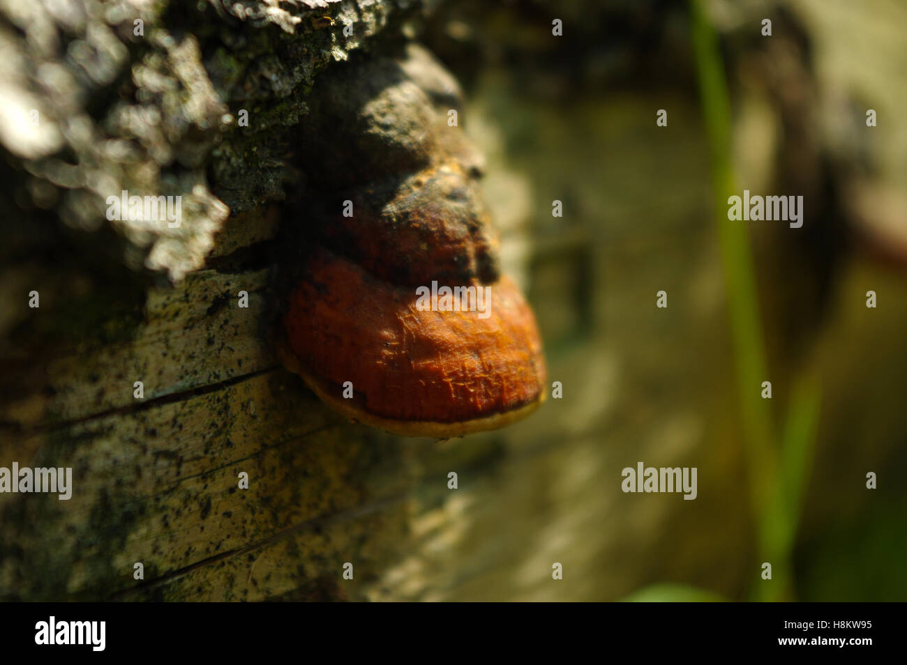 Large fungus growing on the side of a old tree Stock Photo - Alamy