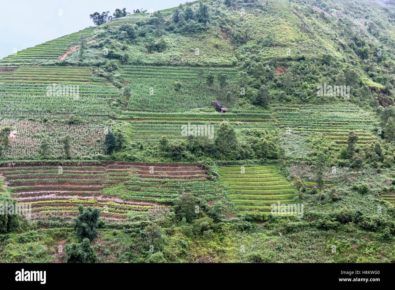 Corn terraces hi-res stock photography and images - Alamy