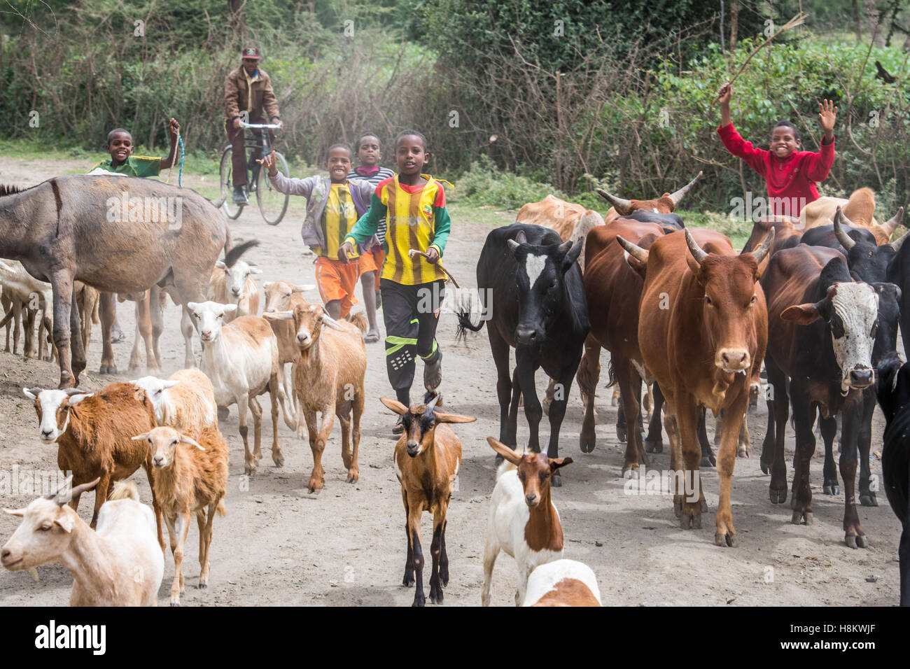 Meki Batu, Ethiopia - Young boys herding goats and cattle at the Fruit ...