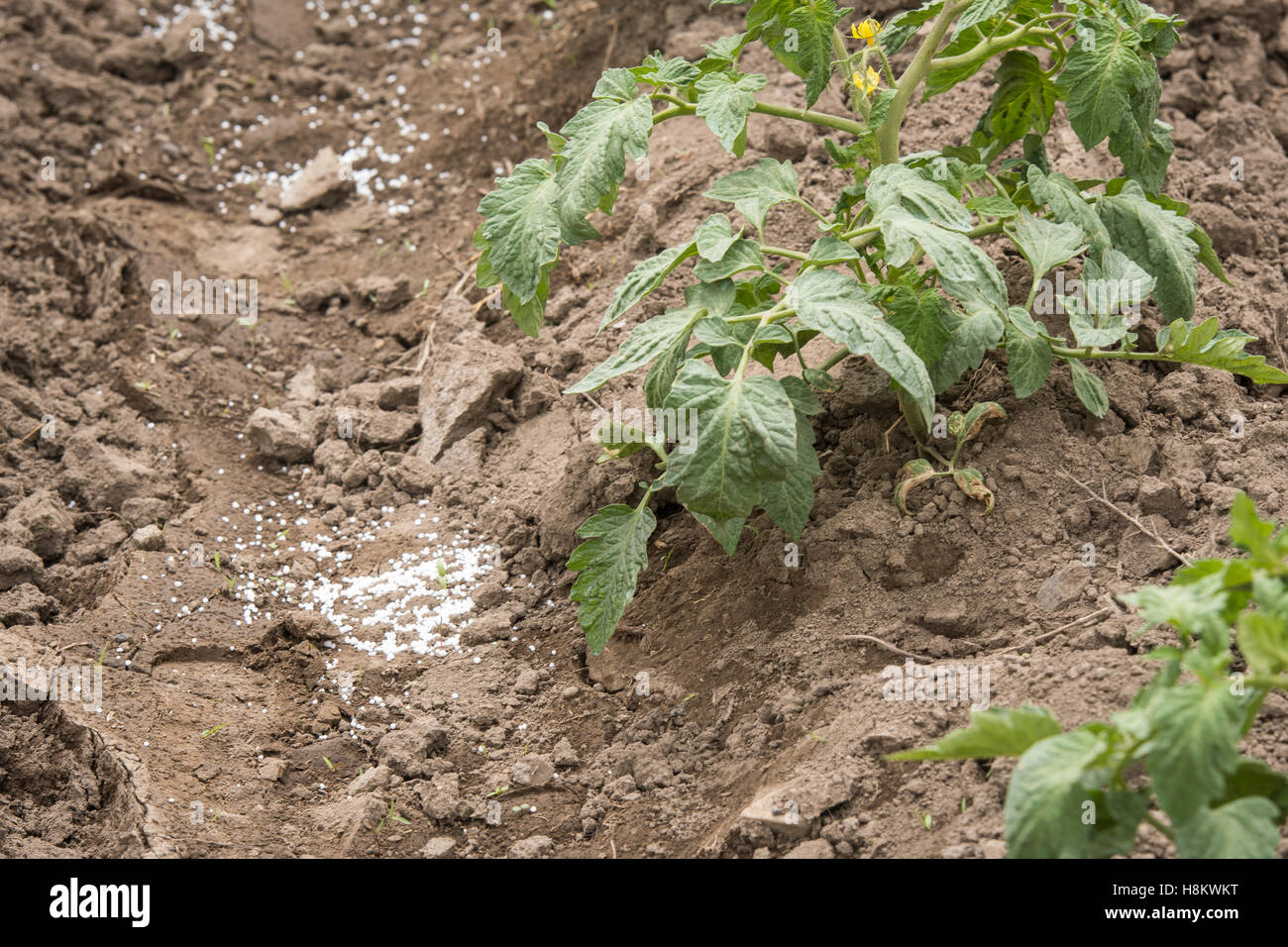 Meki Batu, Ethiopia - Young pepper plants growing in a fertilized field ...