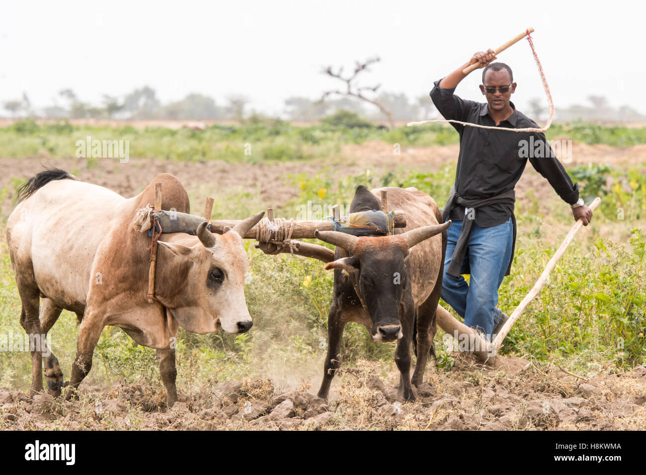 Cattle fruit hi-res stock photography and images - Alamy