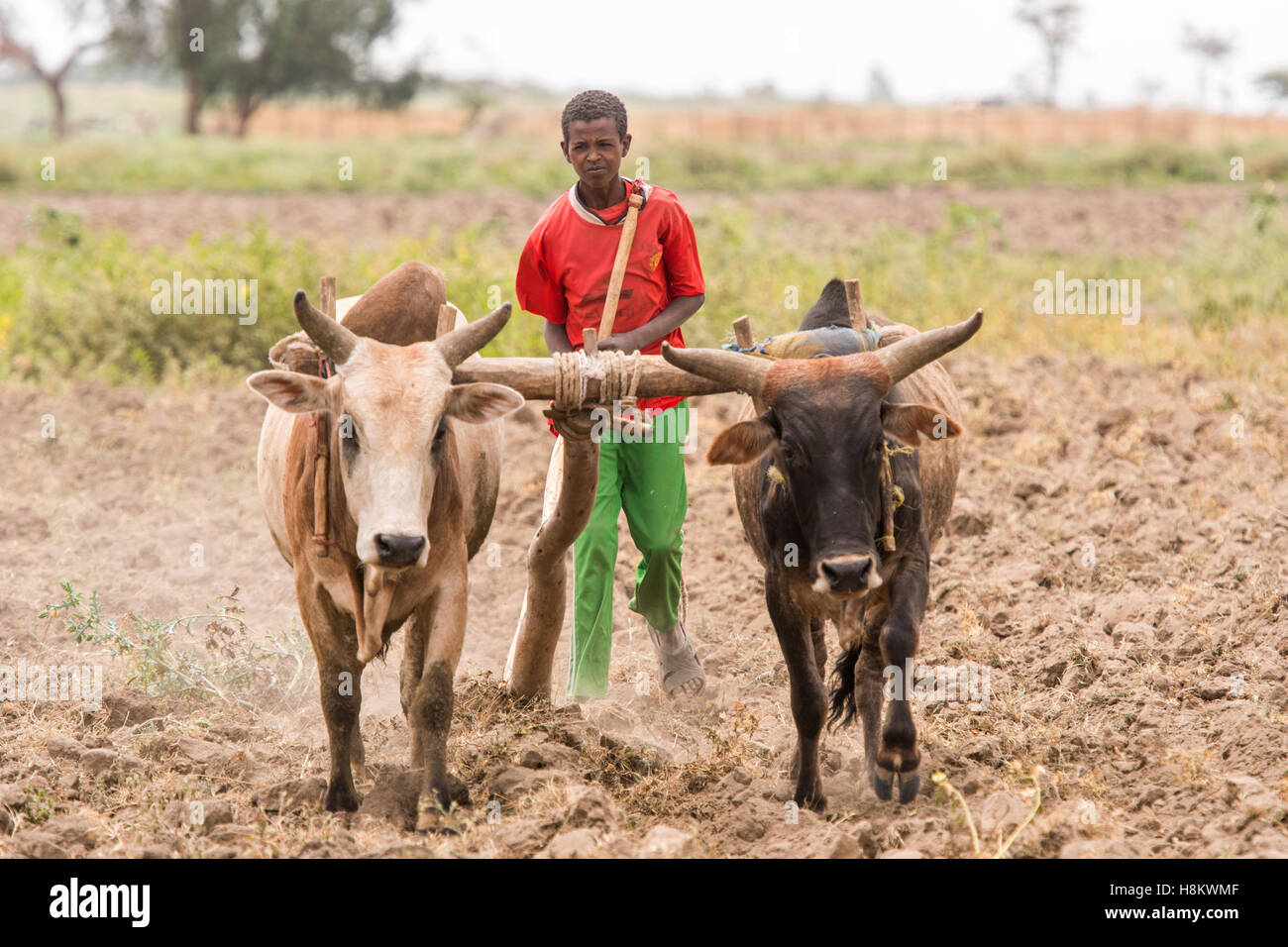 Meki Batu, Ethiopia - Young male workers steering cattle to till the ...