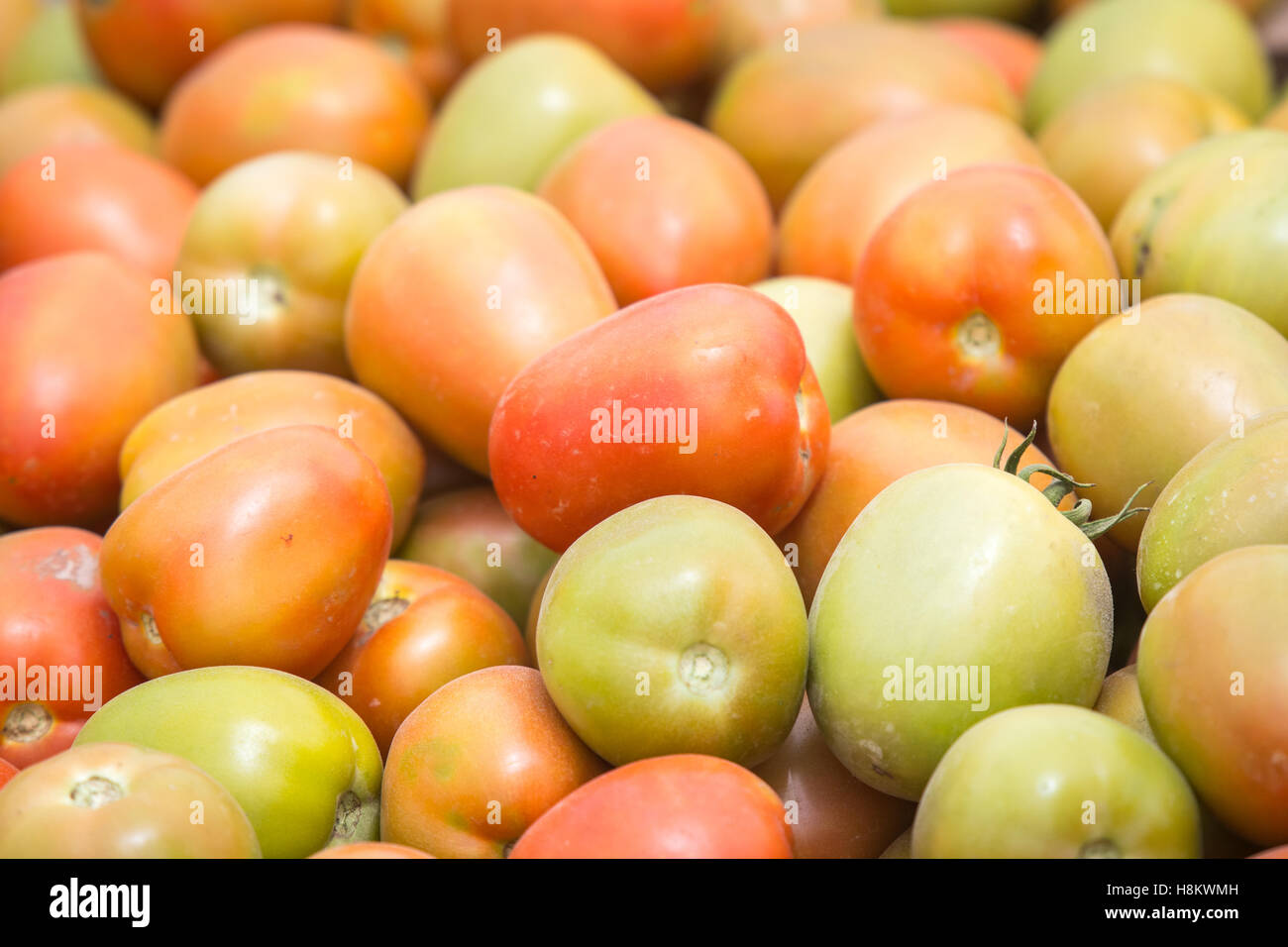 Meki Batu, Ethiopia - Harvested tomatoes at the Fruit and Vegetable ...