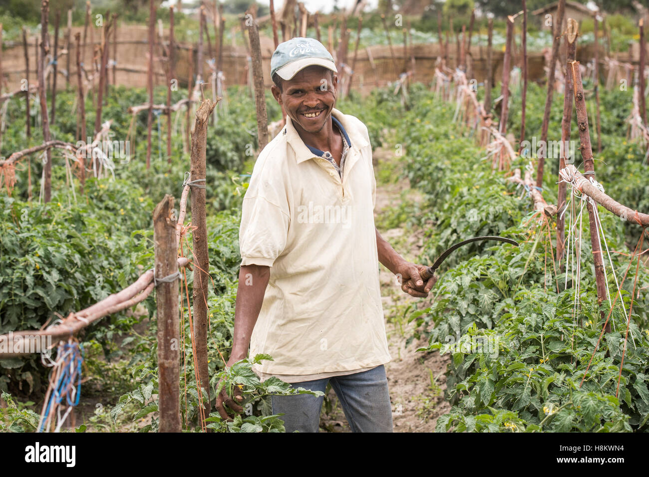 Meki Batu, Ethiopia - Male worker posed next to growing tomato plants ...