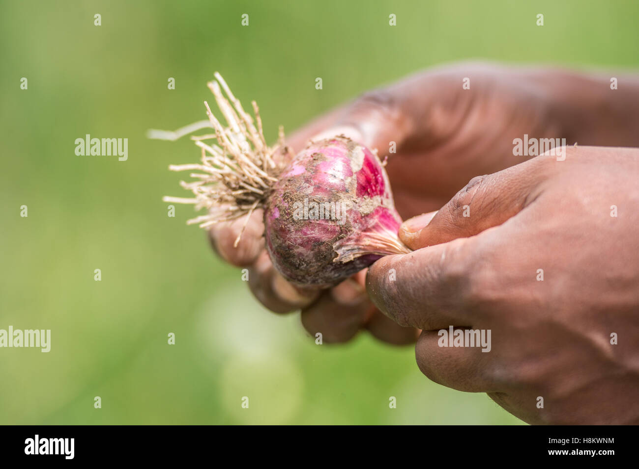 Meki Batu, Ethiopia - Onions being harvested at the Fruit and Vegetable ...