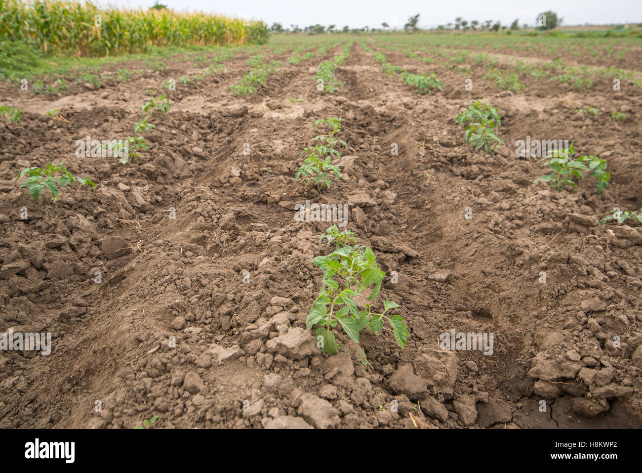 Meki Batu, Ethiopia - Young pepper plants at the Fruit and Vegetable ...