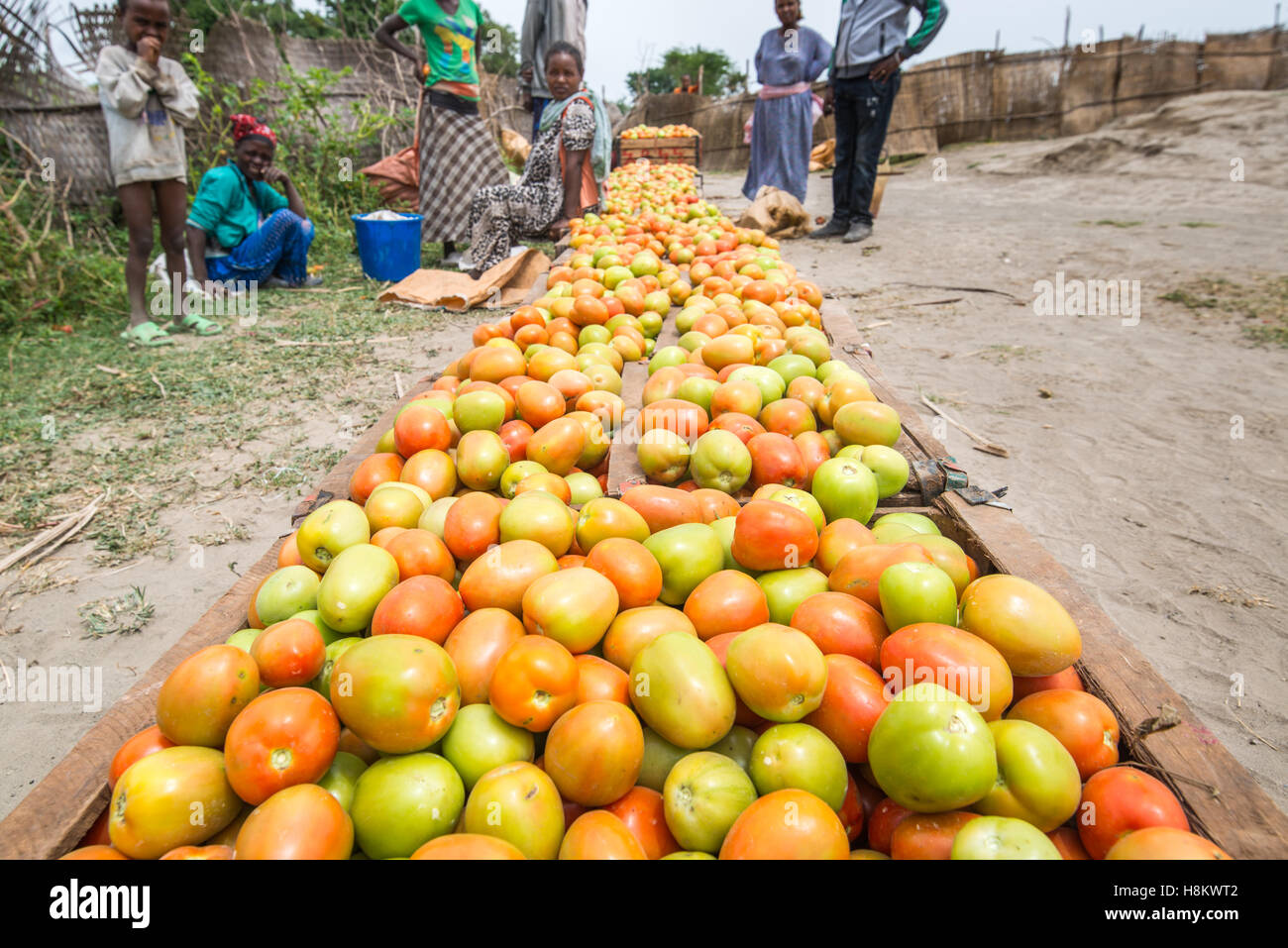 Meki Batu, Ethiopia - Harvested tomatoes at the Fruit and Vegetable ...