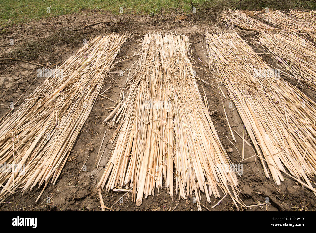 Meki Batu, Ethiopia - Onions being washed and peeled for added value at ...