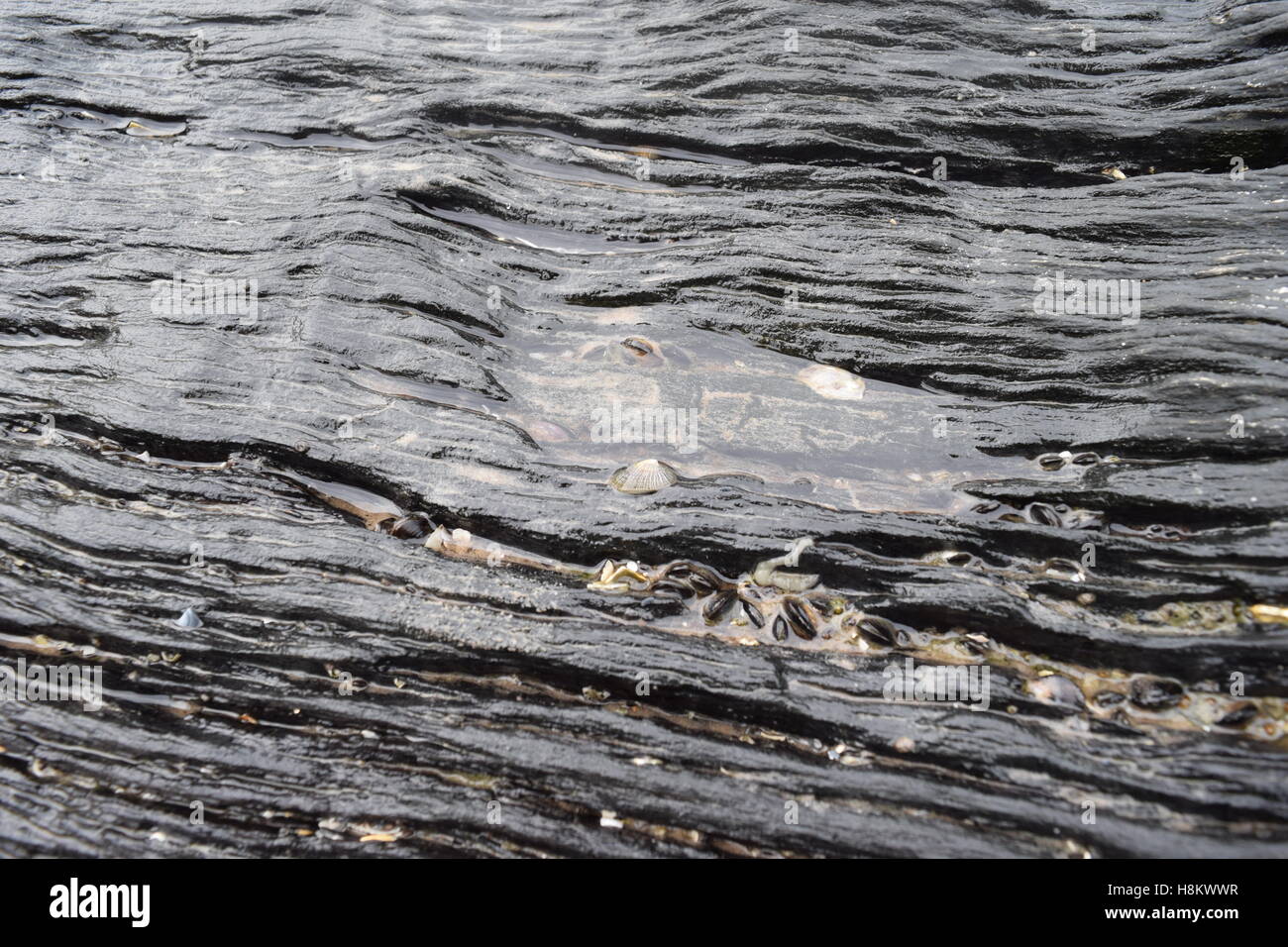 Large Driftwood on the Beach Stock Photo - Alamy